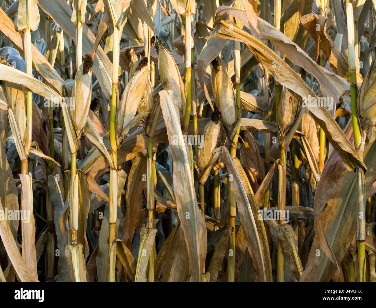 Field maize ready harvesting hi-res stock photography and images - Alamy