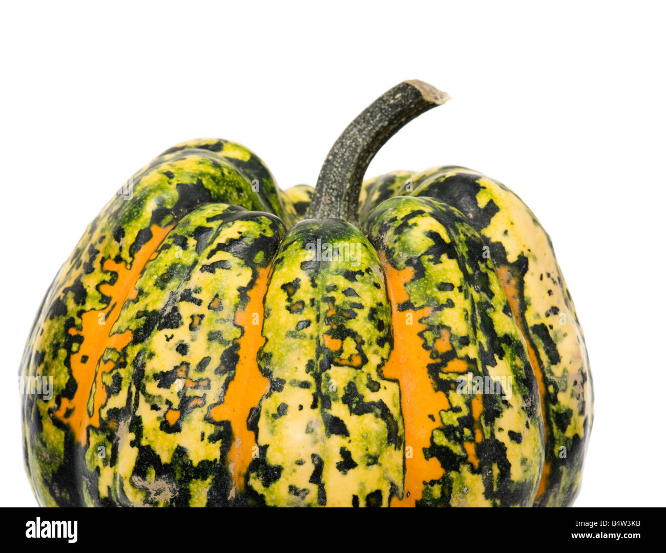 Gorgonzola squash marrow pumpkin cucurbit special NEW growth breeding ...