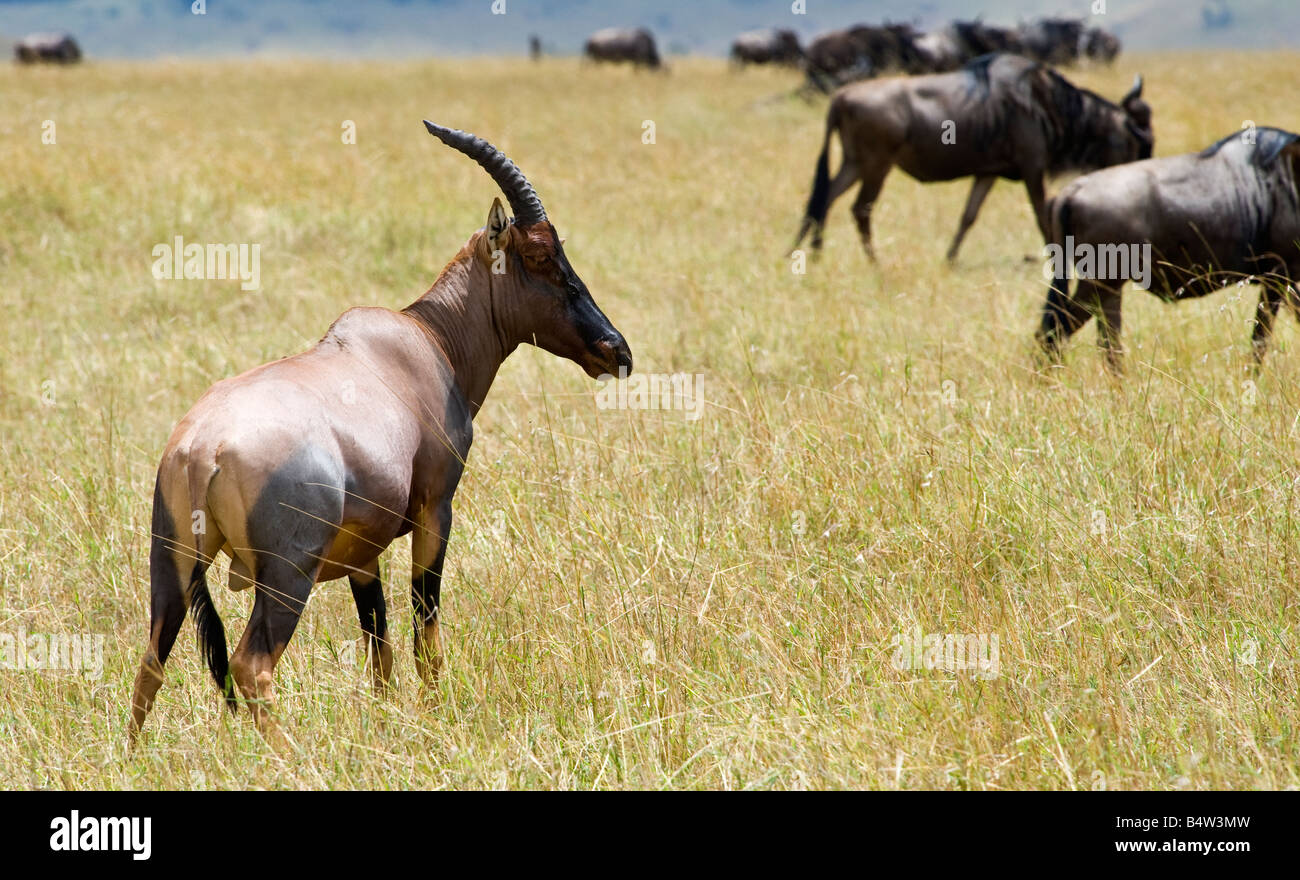 Tanzania Serengeti National Park the Mara River area a topi damaliscus ...
