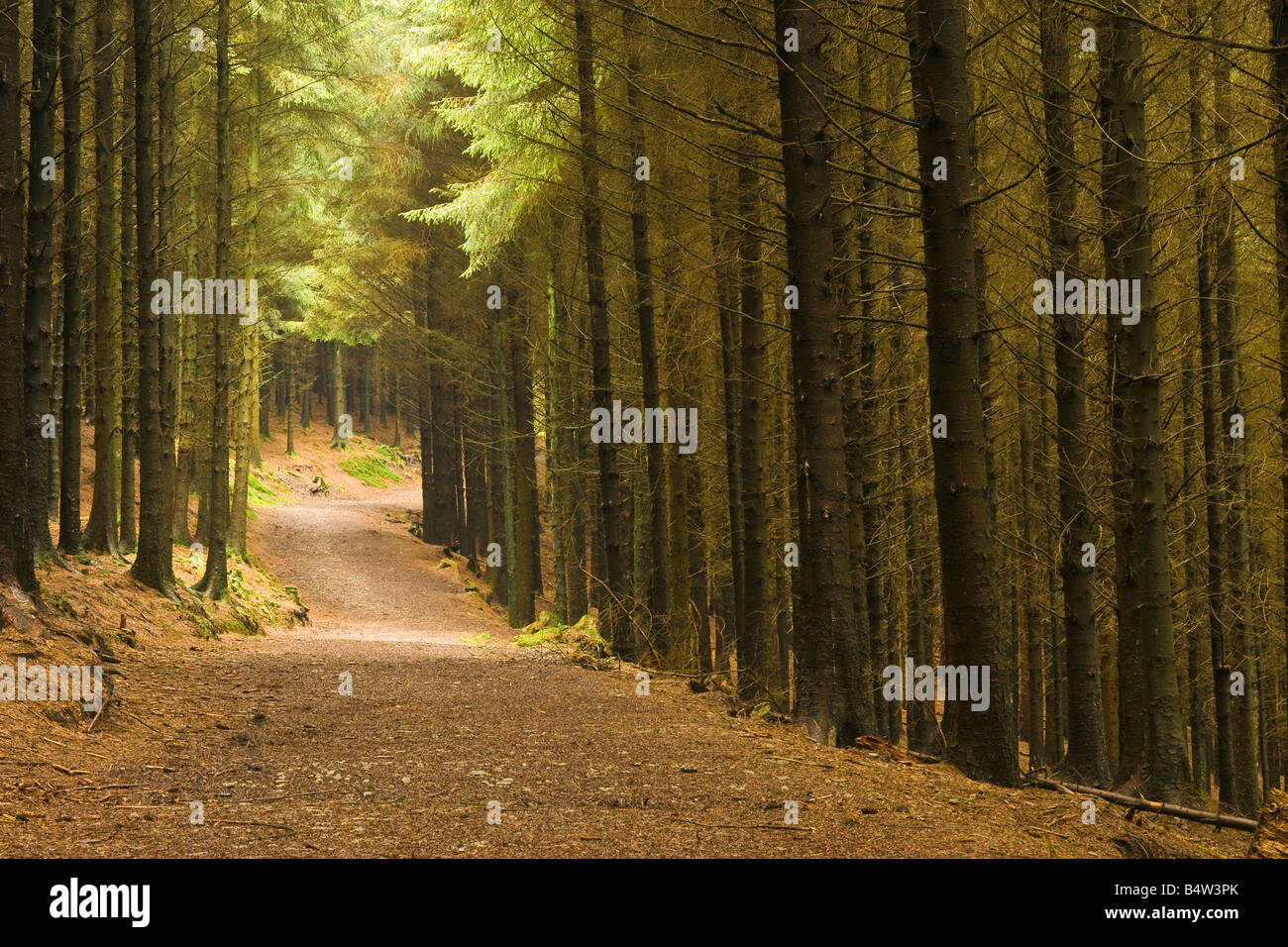 Beacon Fell Country Park Lancashire High Resolution Stock Photography ...