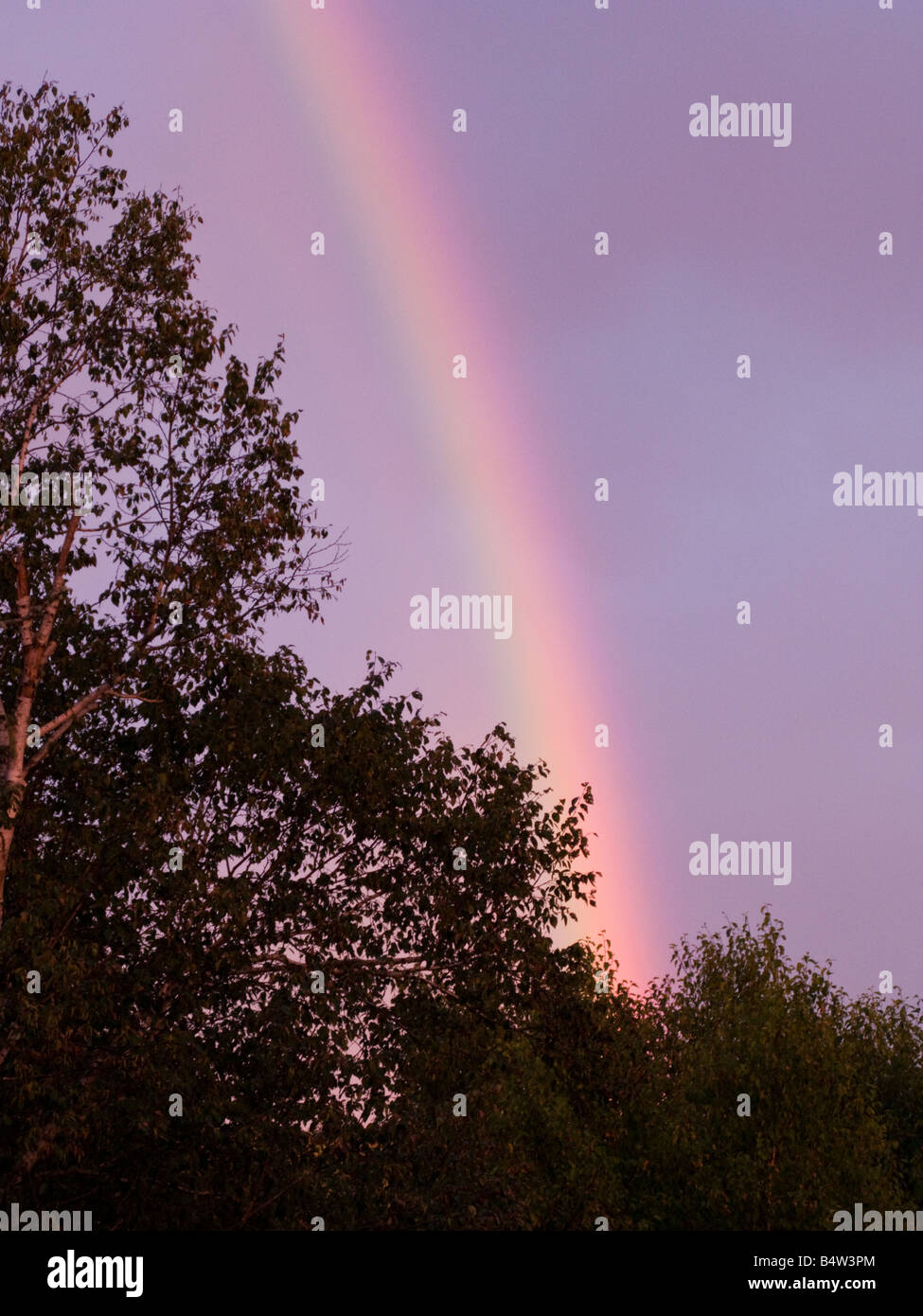 Sunset with a dark magenta sky and deep full rainbow over trees in New ...