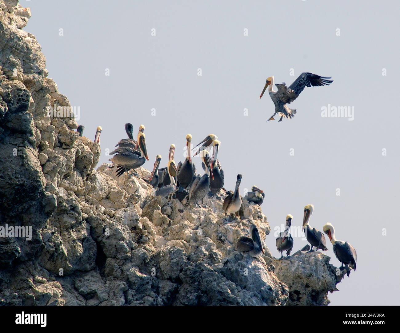Pelicans flying and roosting Stock Photo - Alamy