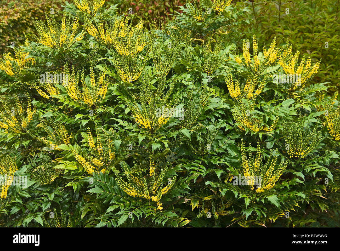 Mahonia shrub hi-res stock photography and images - Alamy
