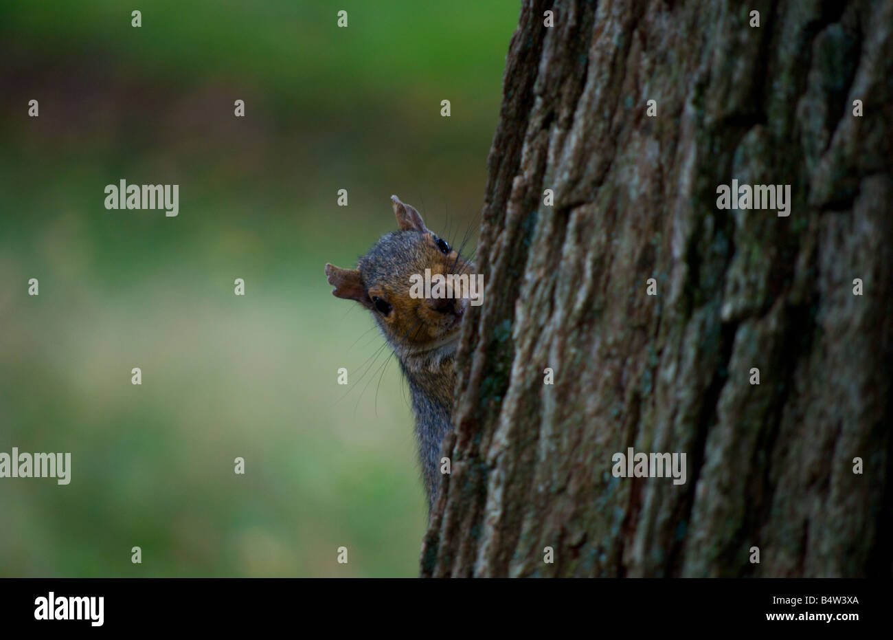 Fat animal hi-res stock photography and images - Alamy