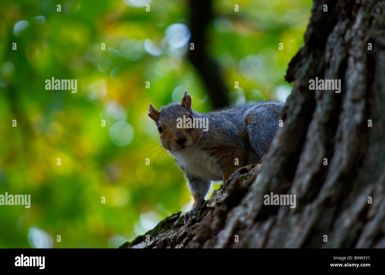 squirrels, squirels, squirel, squirel, grey, fuzzy, little, fat, animal ...
