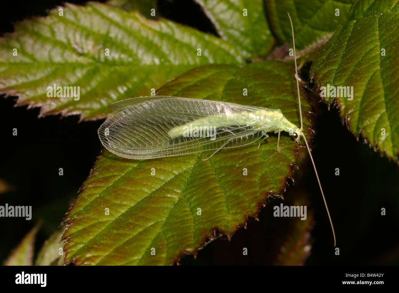 A green lacewing Nineta flava Chrysopidae UK Stock Photo - Alamy