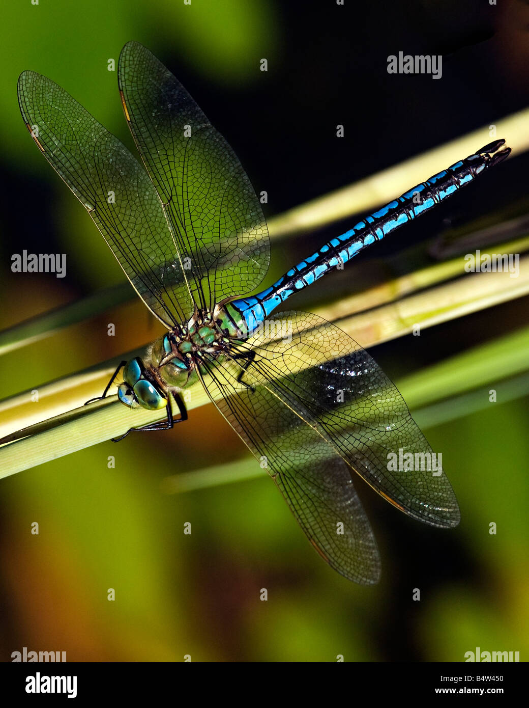 Dragonfly nature insects hi-res stock photography and images - Alamy