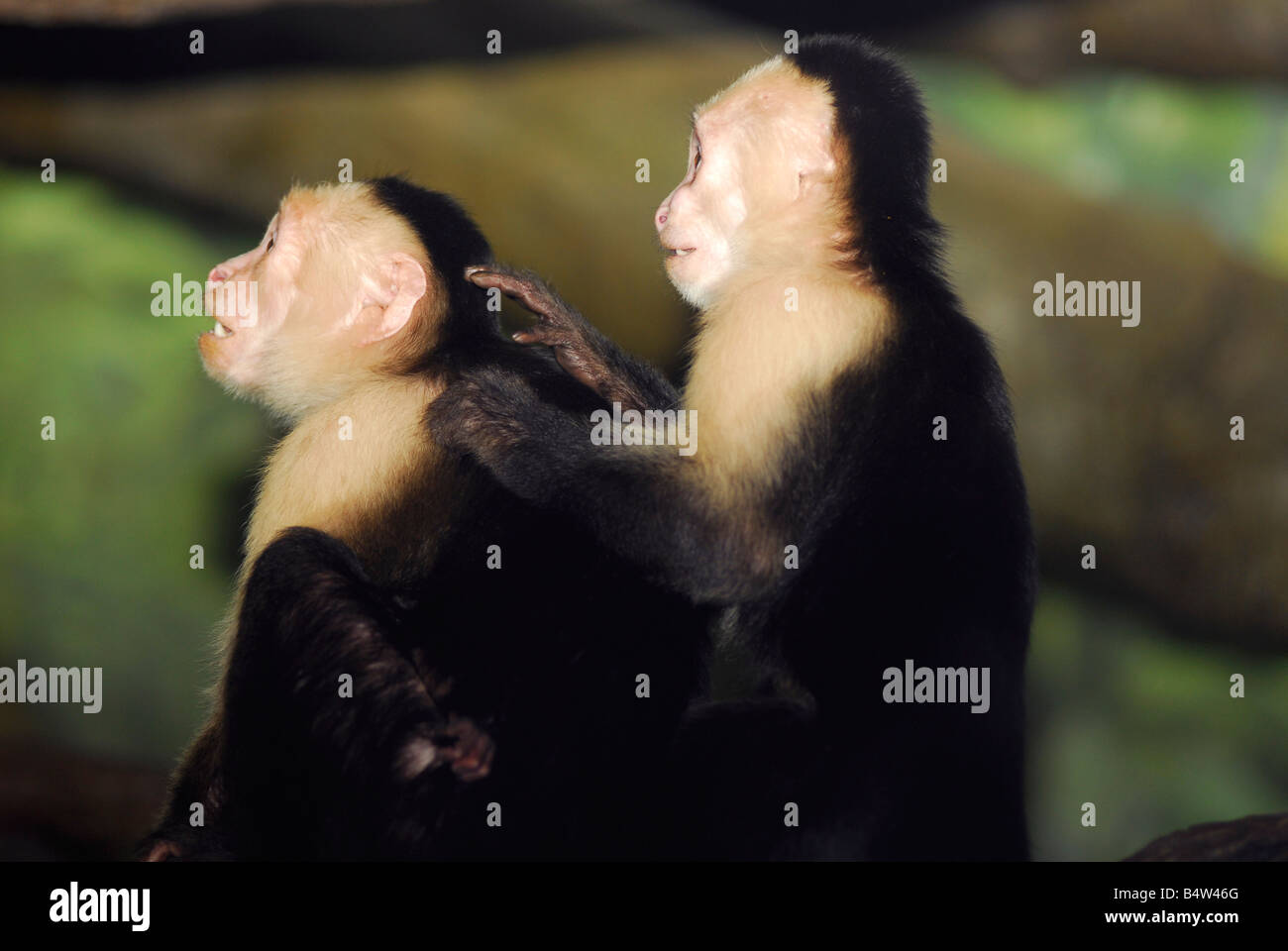 Capuccinus hi-res stock photography and images - Alamy