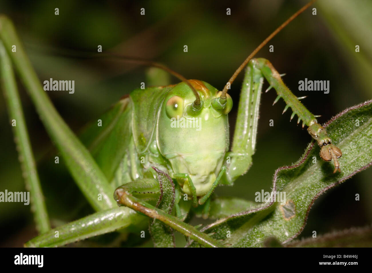 Cricket face hi-res stock photography and images - Alamy