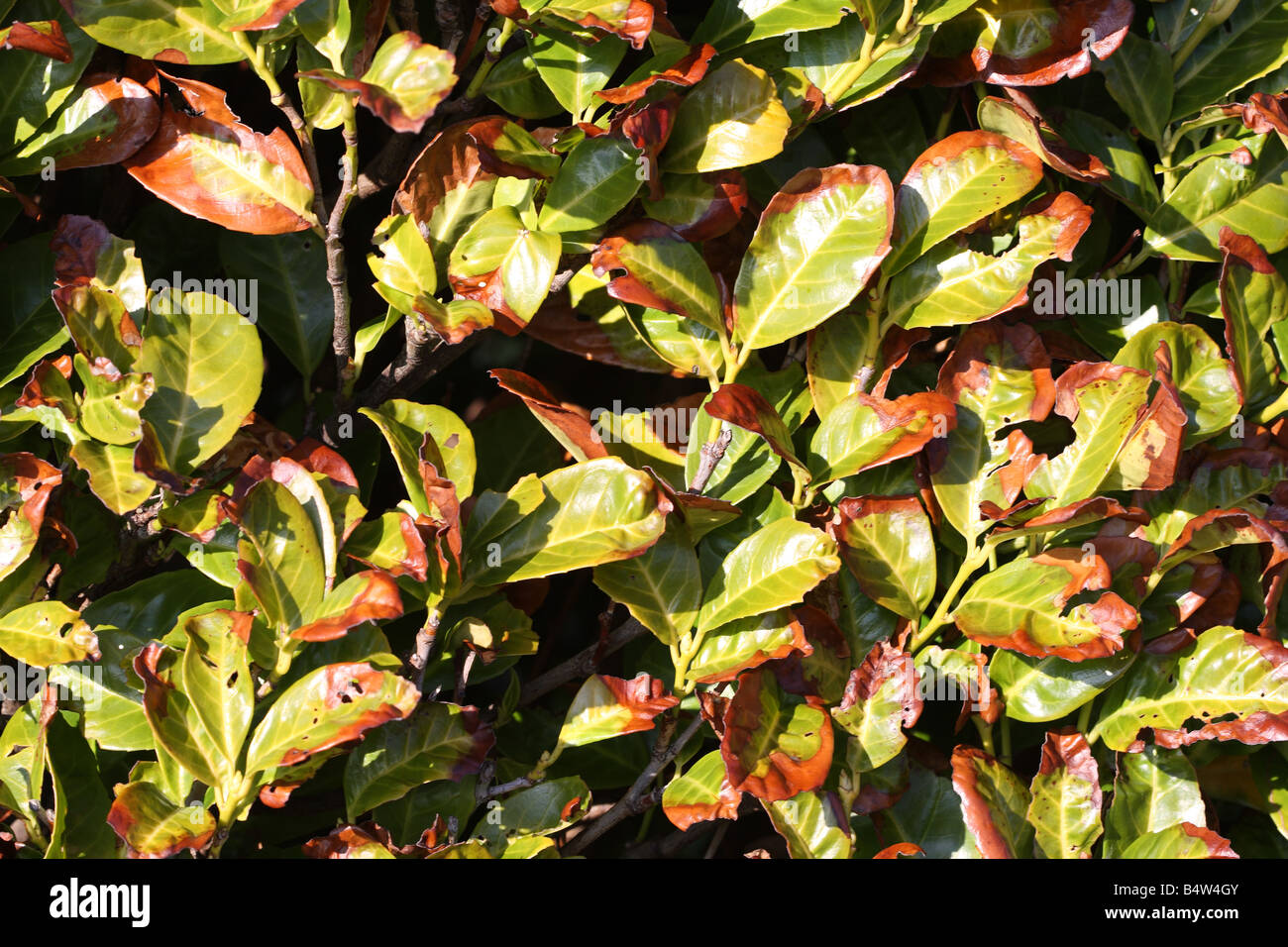 Laurel leaves frost hi-res stock photography and images - Alamy