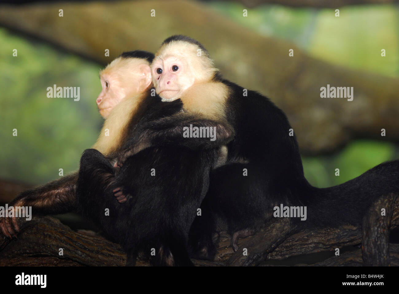 Pair of Capuchin monkeys Stock Photo - Alamy