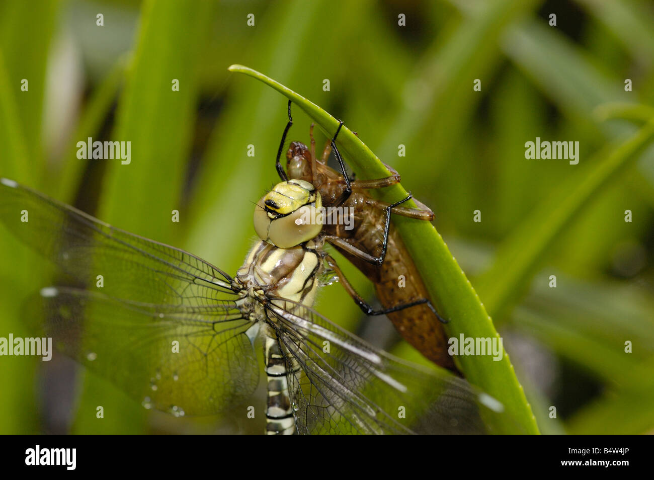 Hatched larvae hi-res stock photography and images - Alamy