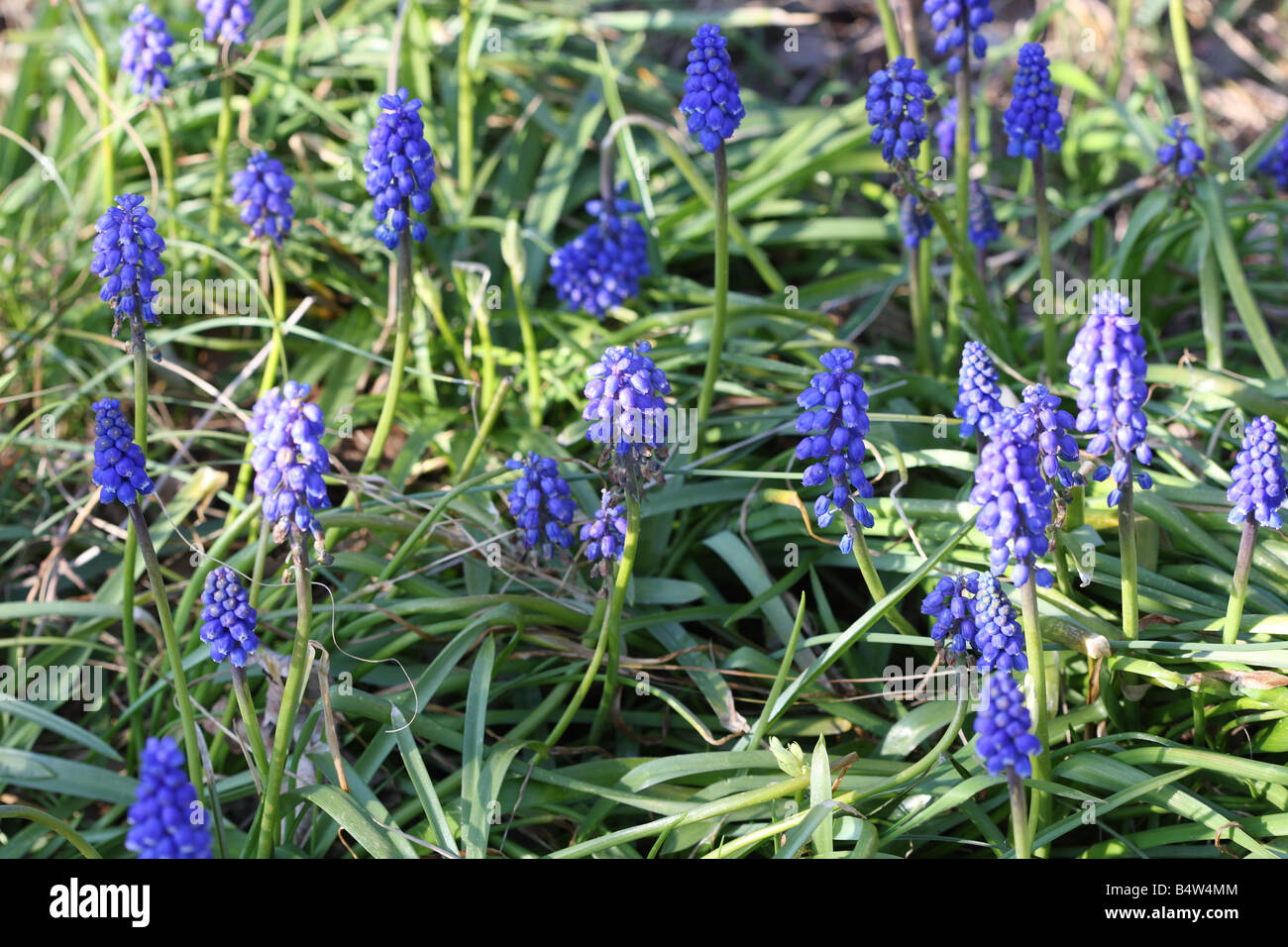 Naturalised Plants High Resolution Stock Photography and Images - Alamy