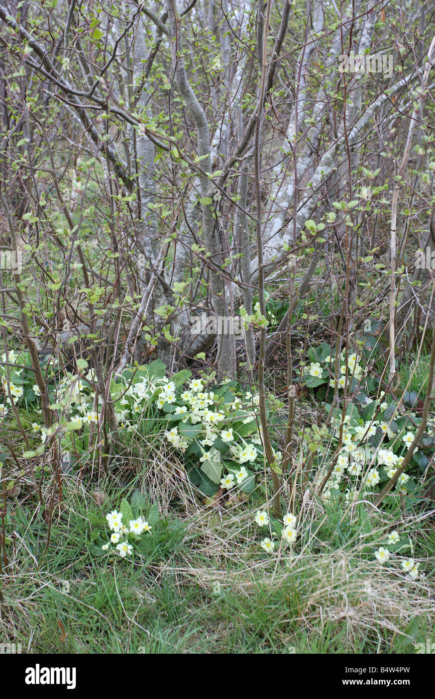 PRIMROSE Primula vulgaris GROW WELL UNDER TREES IN DAMP PLACES Stock ...