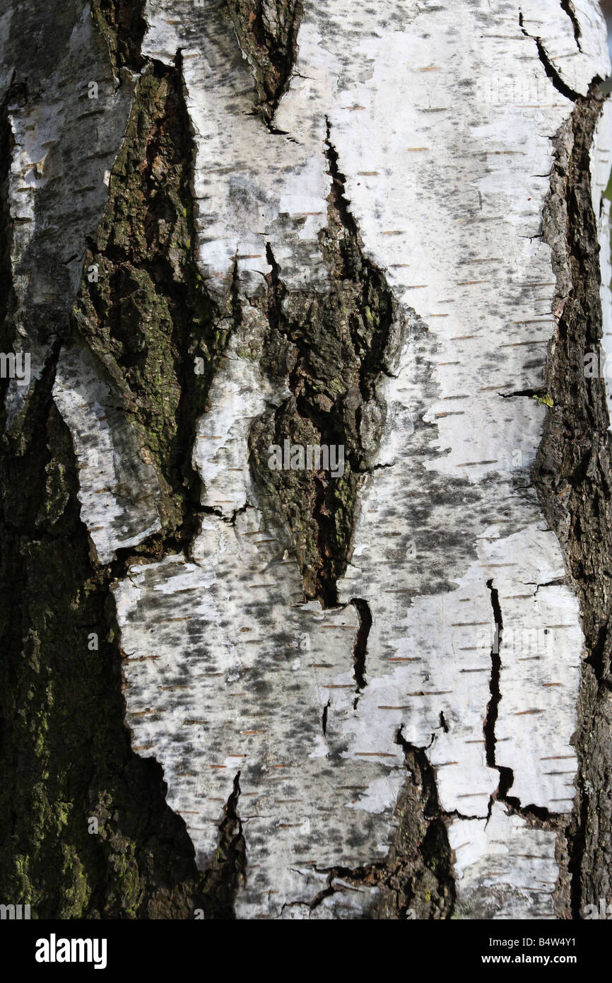 Silver birch treetrunk hi-res stock photography and images - Alamy