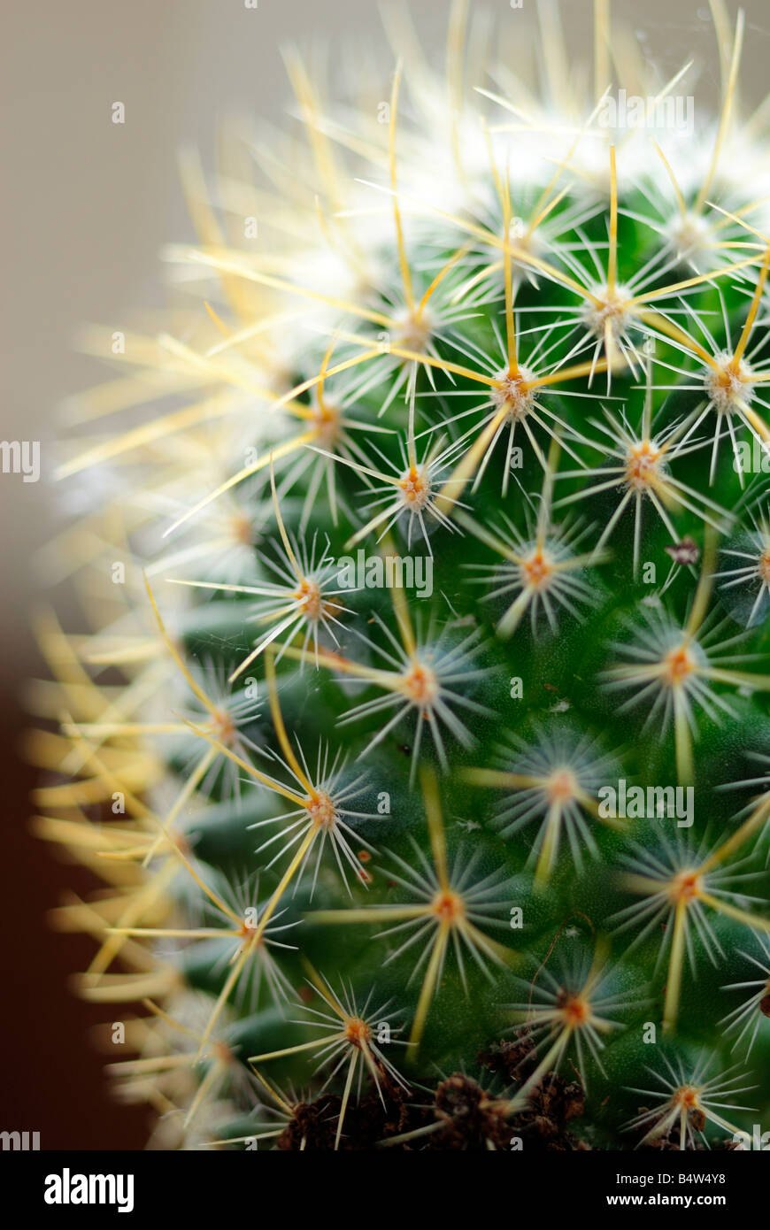 Cacti dessert plant cactus hi-res stock photography and images - Alamy
