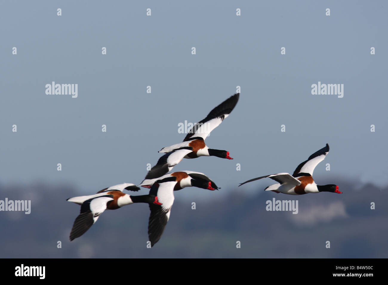 Flying shelduck hi-res stock photography and images - Alamy