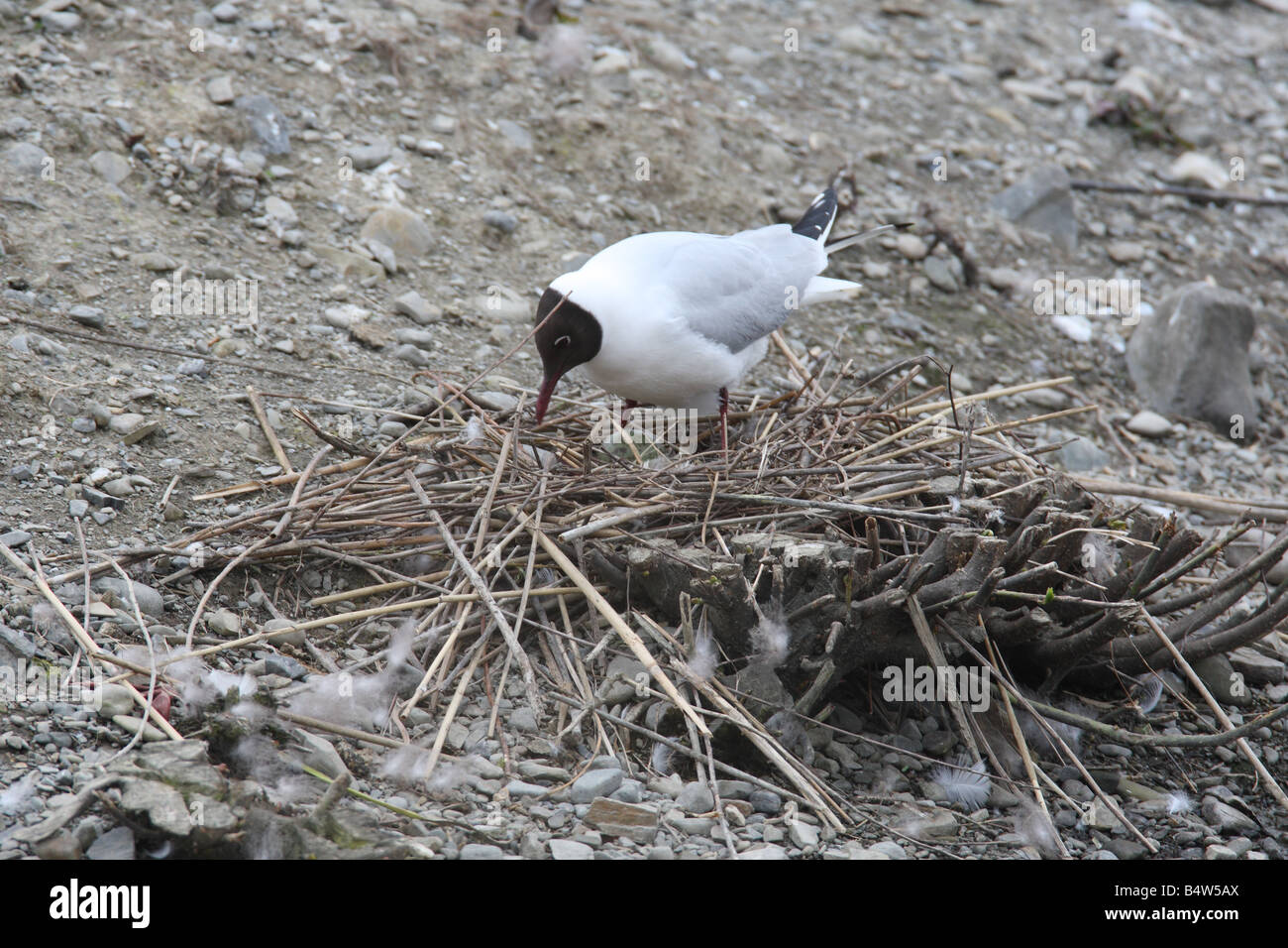 BLACK HEADED GULL Larus ridibundus AT NEST WITH EGGS Stock Photo - Alamy