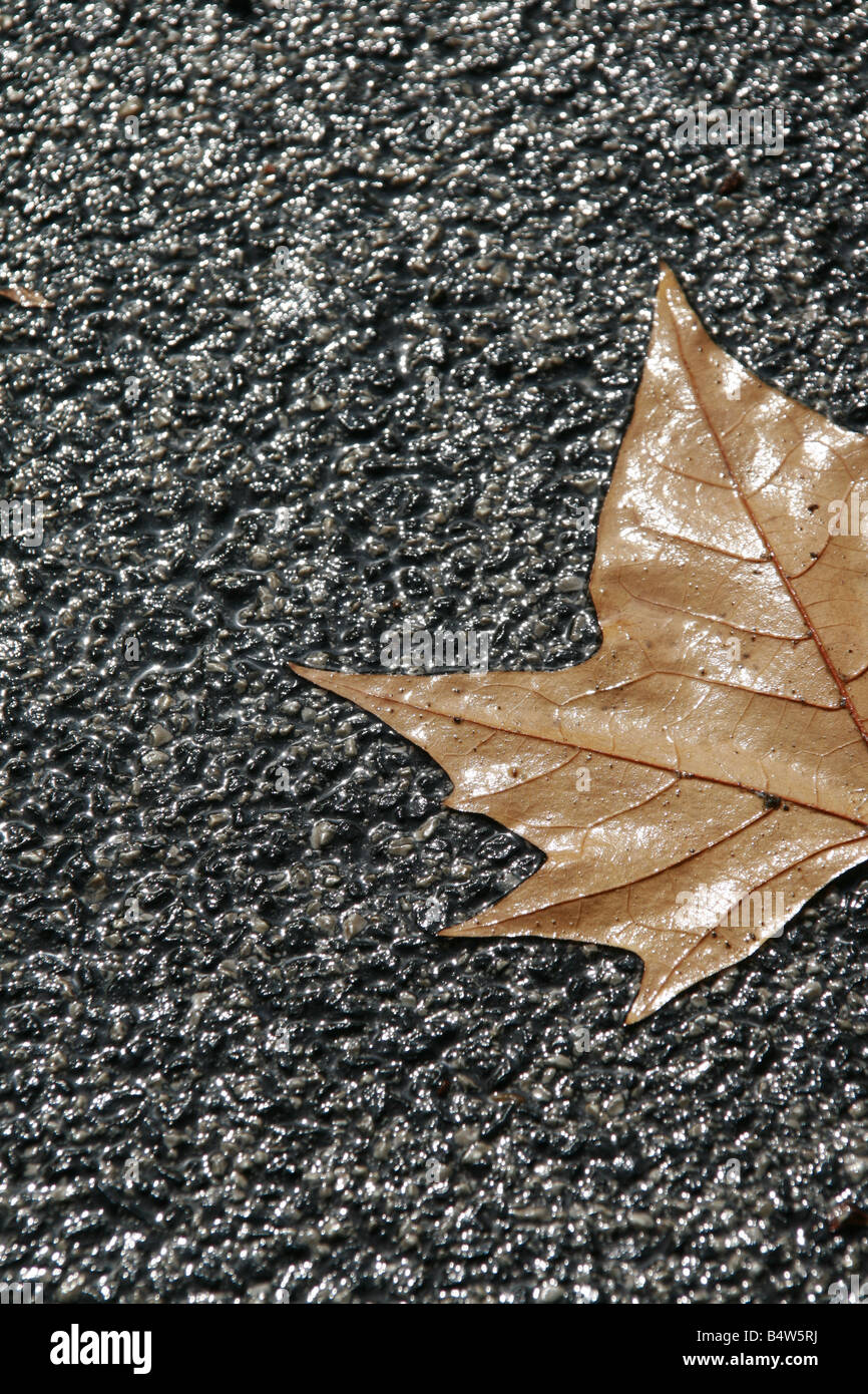 one single fallen leaf on wet road Stock Photo - Alamy