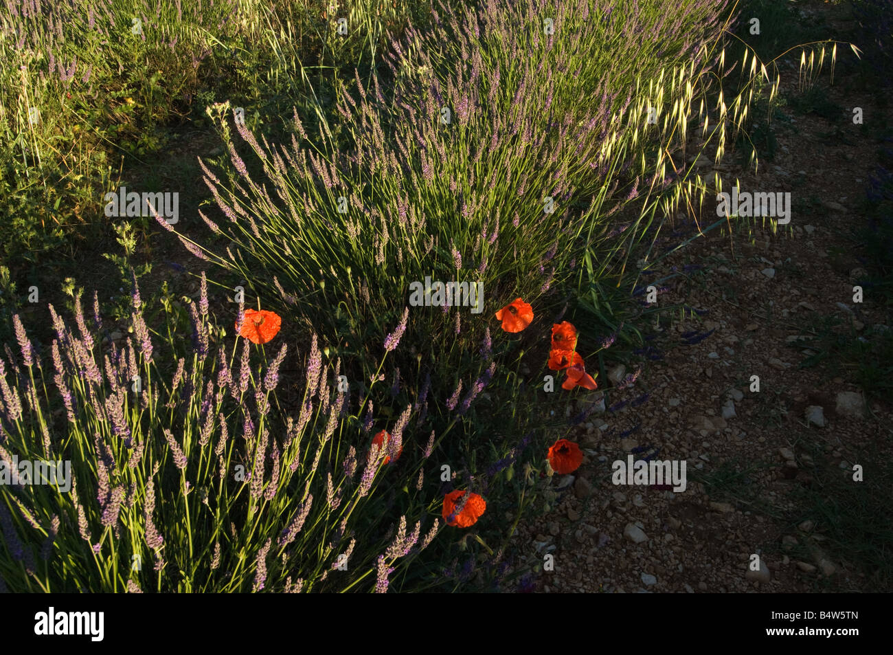 Lavender and poppies hi-res stock photography and images - Alamy