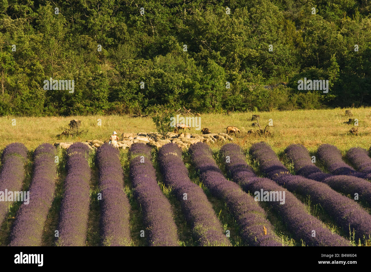 Tending A Crop In A Field High Resolution Stock Photography and Images ...