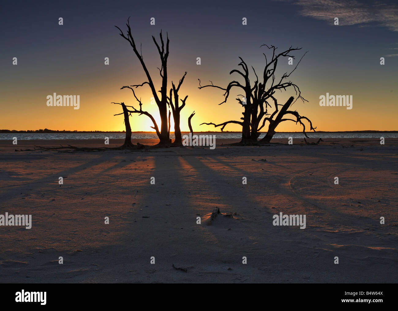 Sunset and gum tree hi-res stock photography and images - Alamy