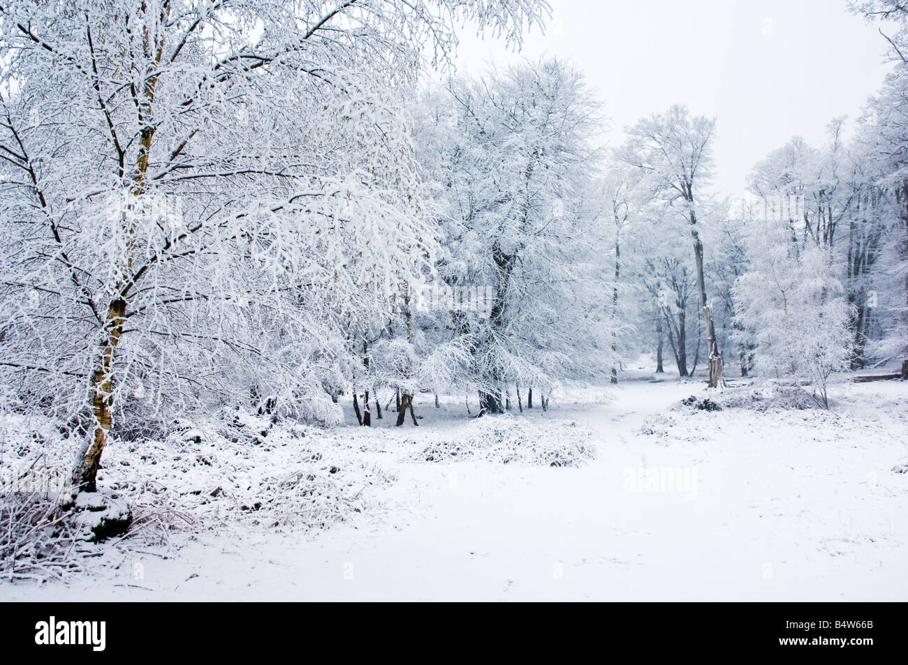 Tree Snow New Forest England