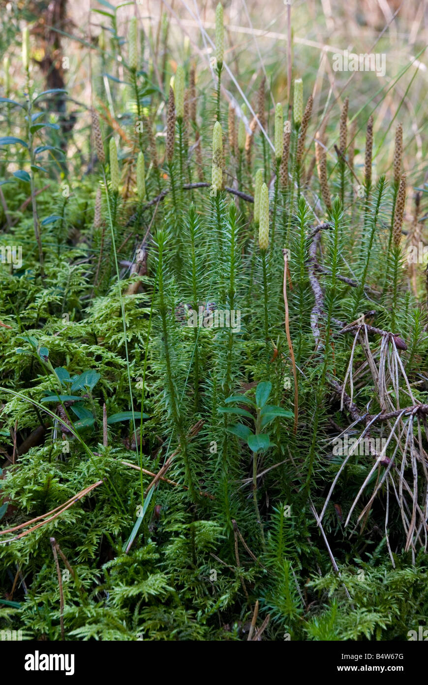 Lycopodiaceae hi-res stock photography and images - Alamy