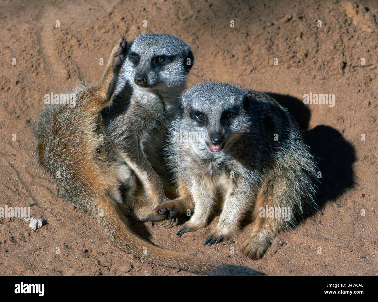 Meerkat pose hi-res stock photography and images - Alamy