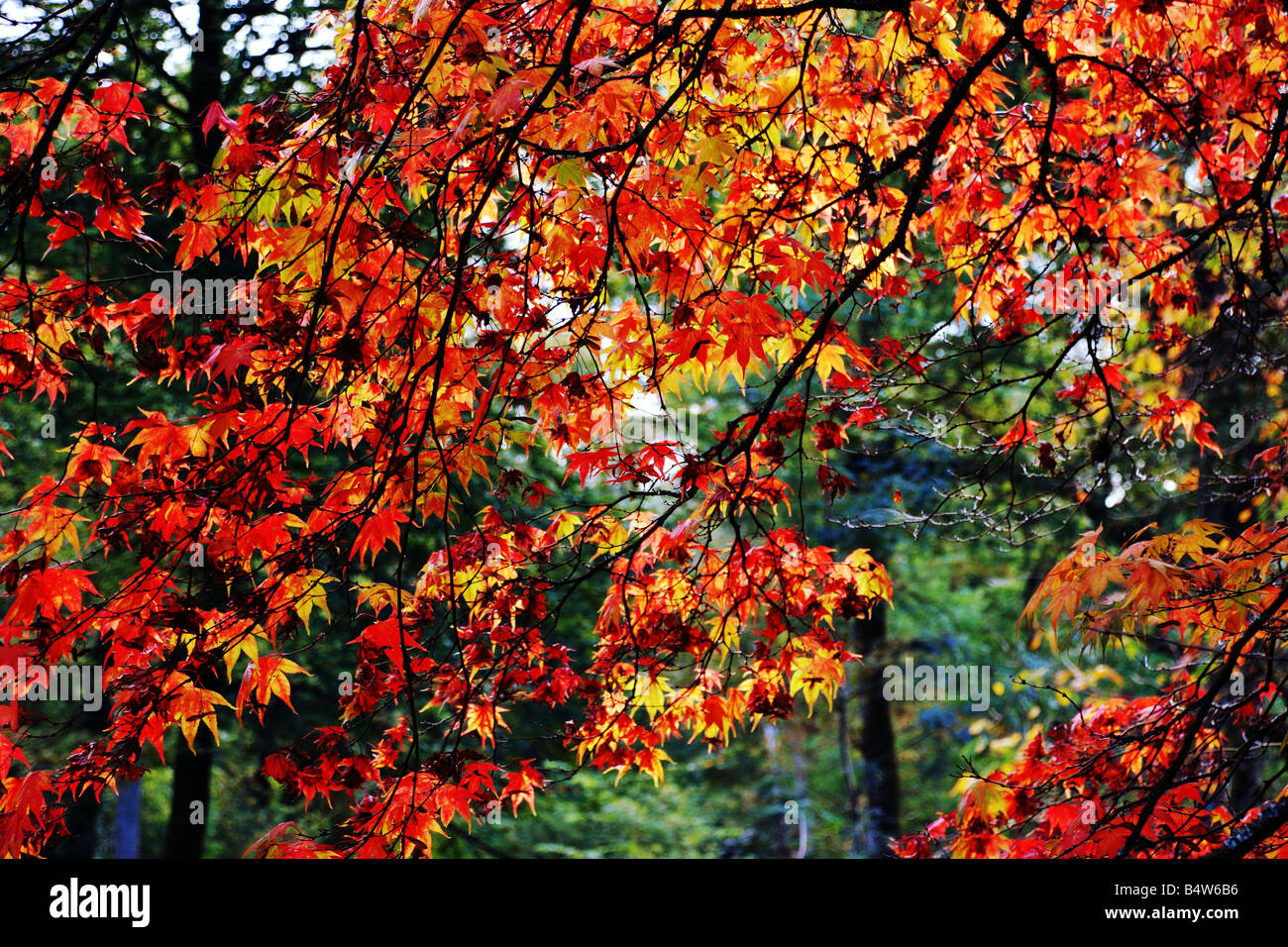 Bright red autumnal Maple tree leaves glowing in the Sunshine Stock Photo - Alamy