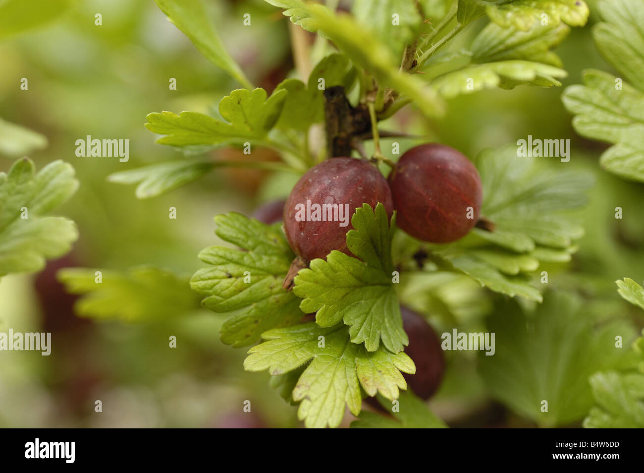 Red Gooseberries growing on bush Stock Photo - Alamy