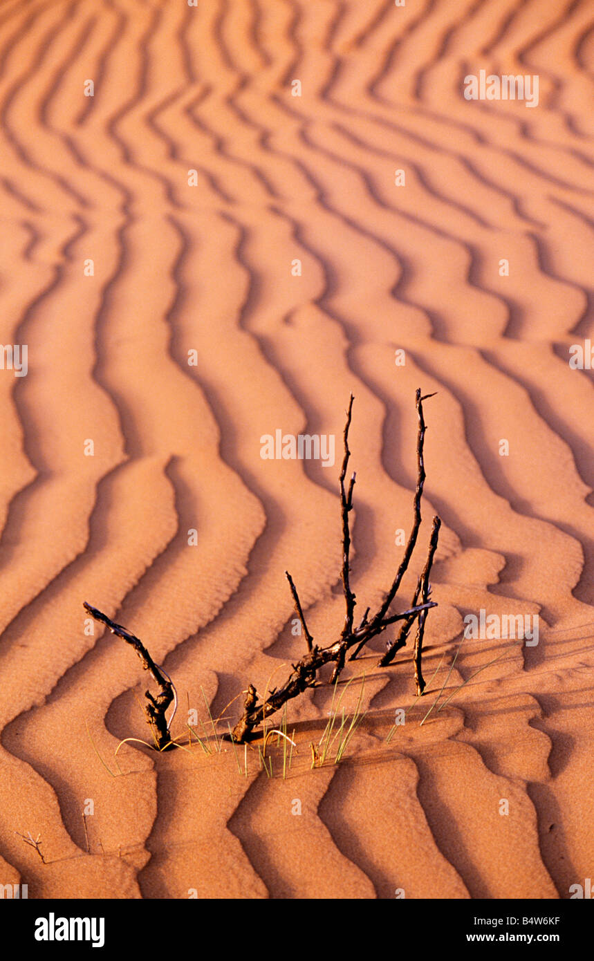 Desert tufts grass hi-res stock photography and images - Alamy