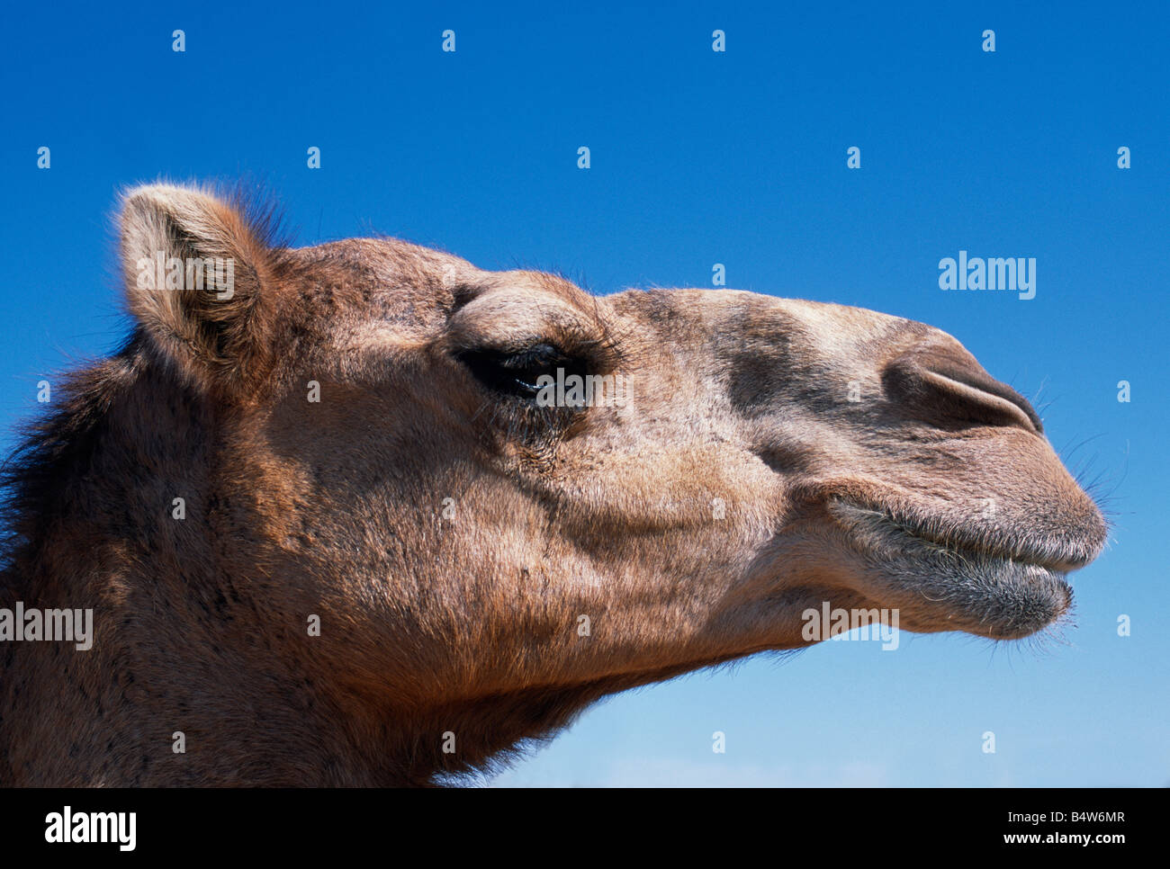 Camel stable hi-res stock photography and images - Alamy