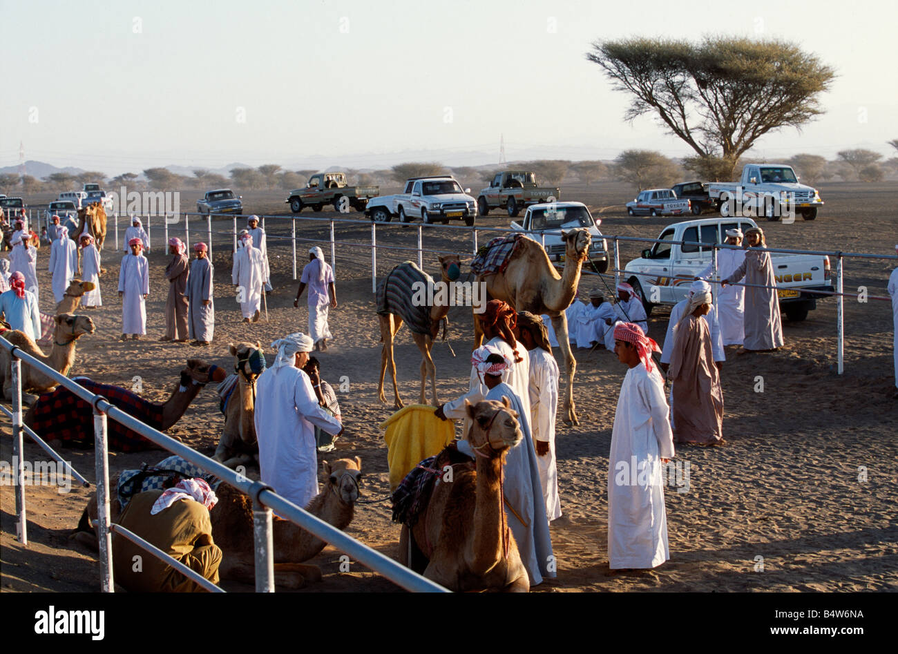 Oman camel racing hi-res stock photography and images - Alamy