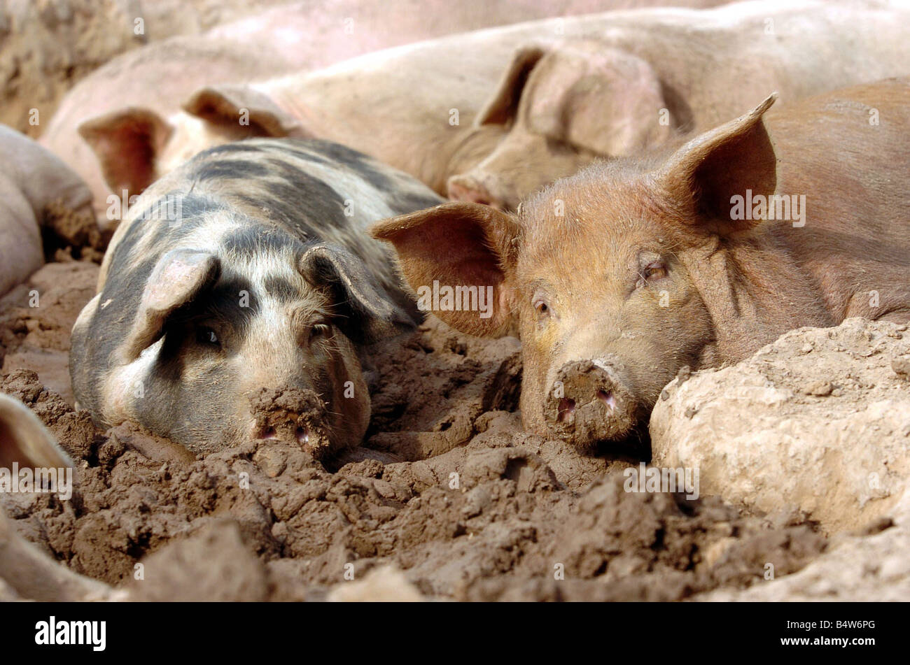 Pigs in typical pose keeping cool in the moist mud. 2005. Stock Photo ...