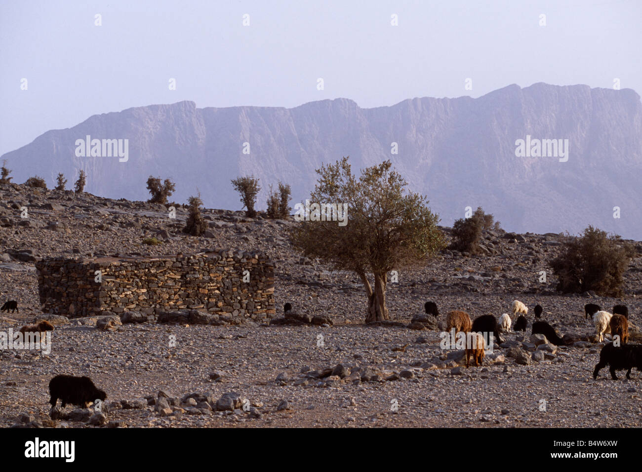 Oman, Jabal al Akhdar, Jebel Shams. Goats graze up in the rugged ...