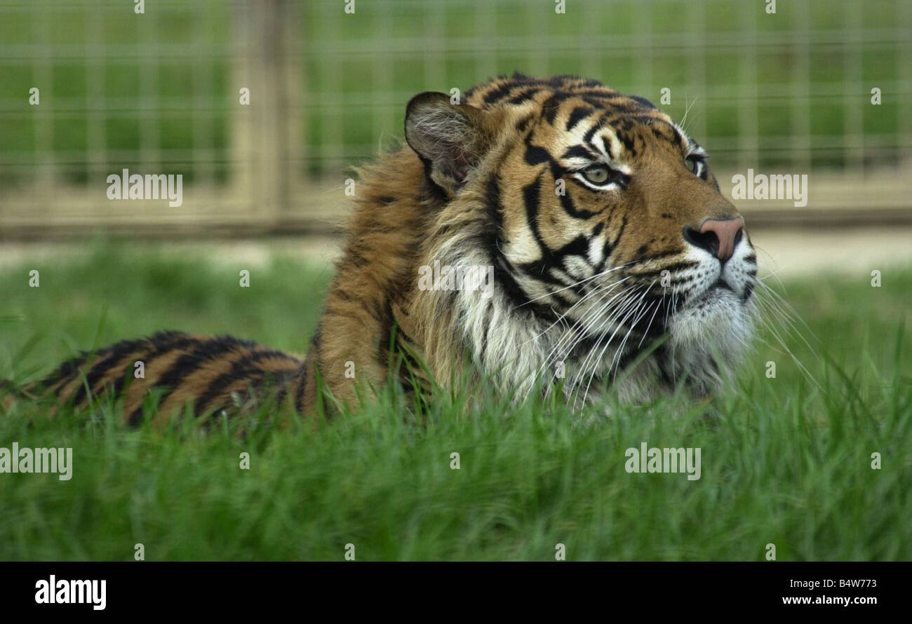 Born Free Foundation Feature 2002 Amanda Holden Actress and Tiger ...