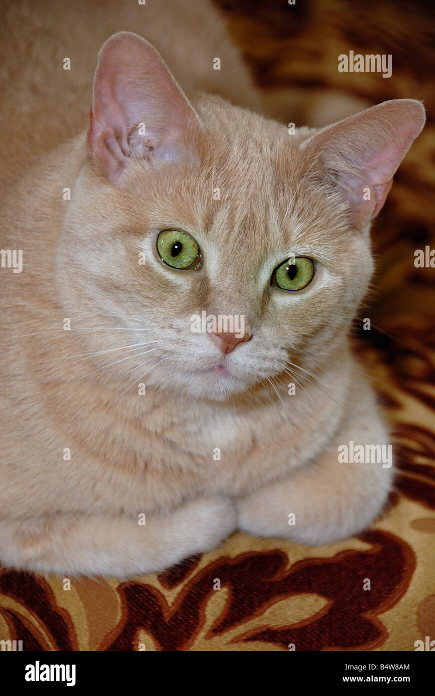 Regal pose hi-res stock photography and images - Alamy