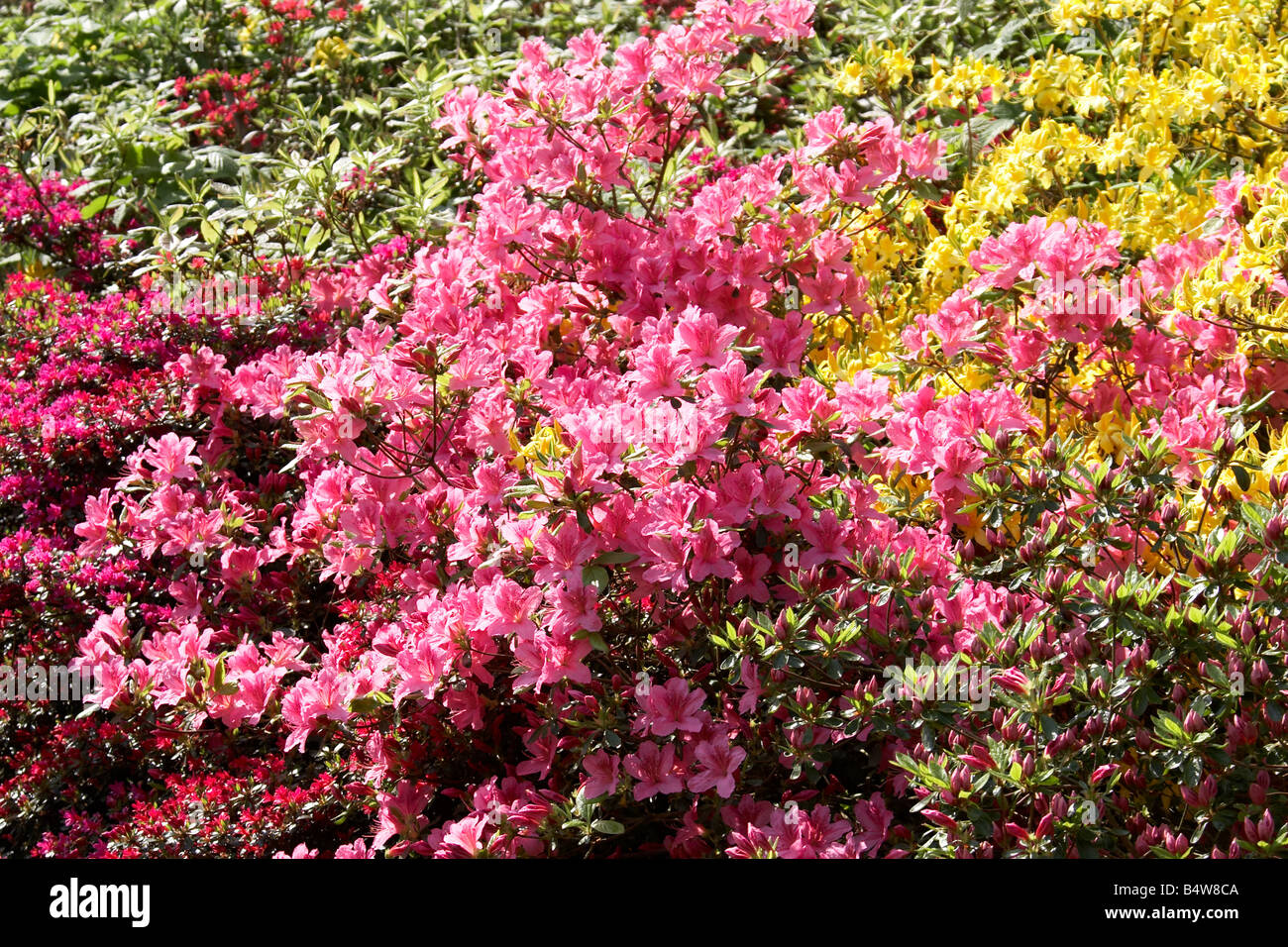Azaleas hi-res stock photography and images - Alamy