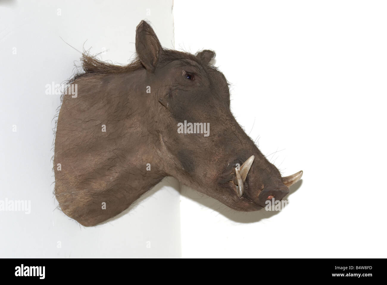 House of the wild boar hi-res stock photography and images - Alamy
