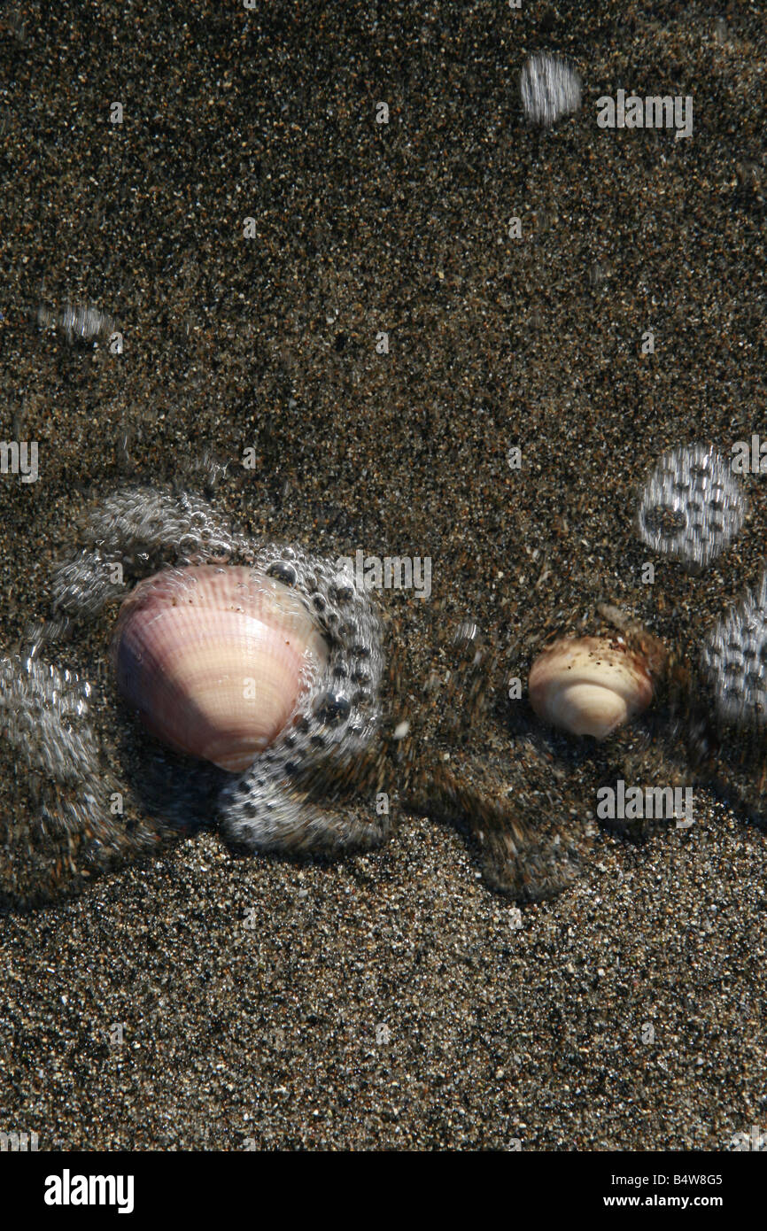 two sea shells washed up on sandy beach shore Stock Photo - Alamy