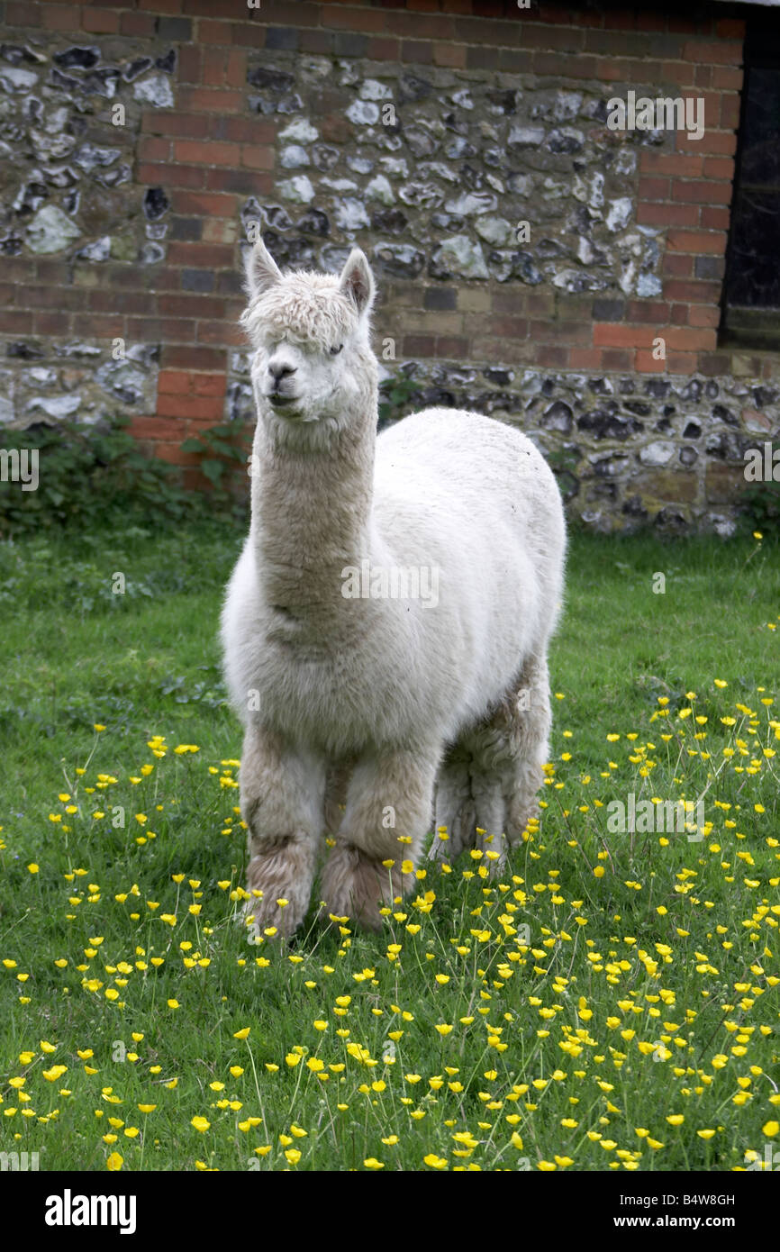 Llama in a field of buttercup flowers Silchester Hampshire England UK ...