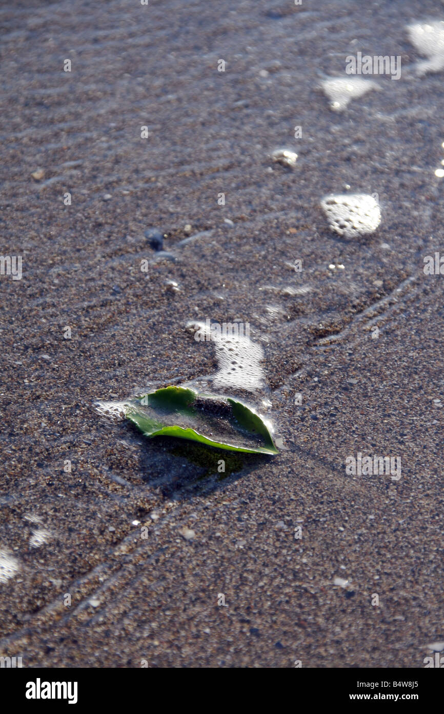 one green leaf washed up on sandy beach shore Stock Photo - Alamy