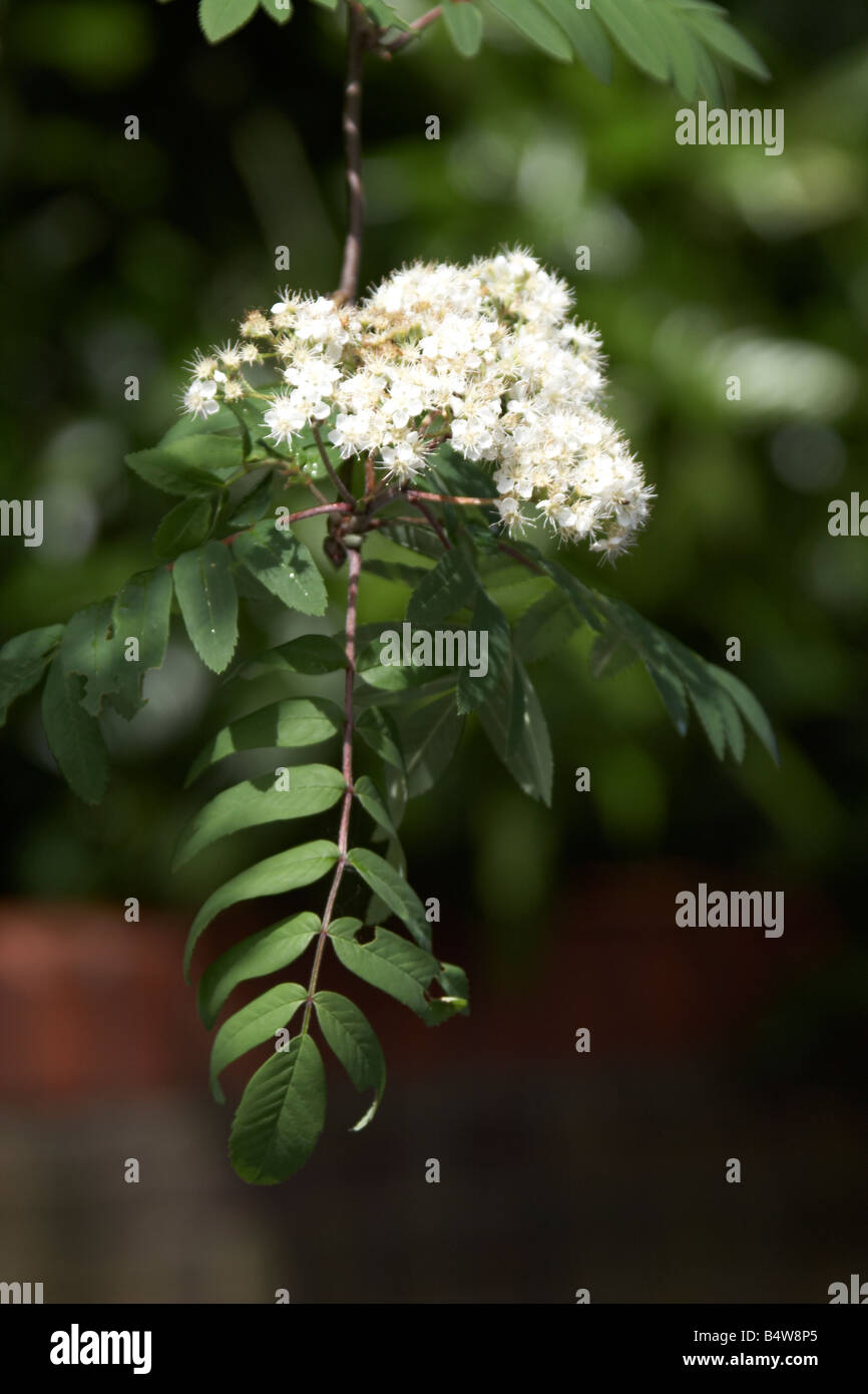 Flower of common ash tree London N10 England Stock Photo - Alamy