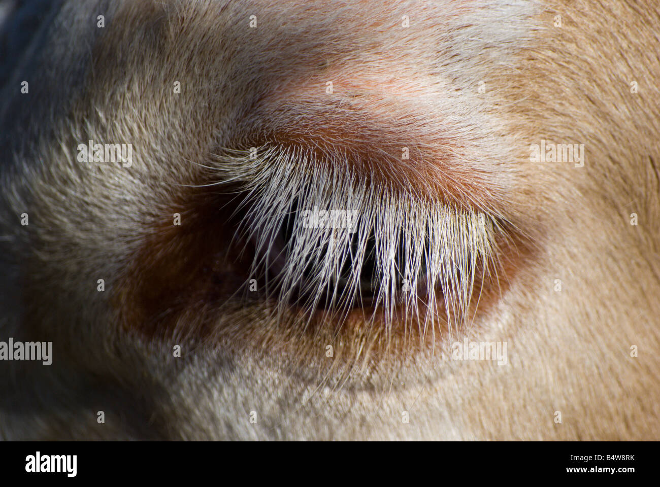 Close up view of a cow's eye Stock Photo - Alamy