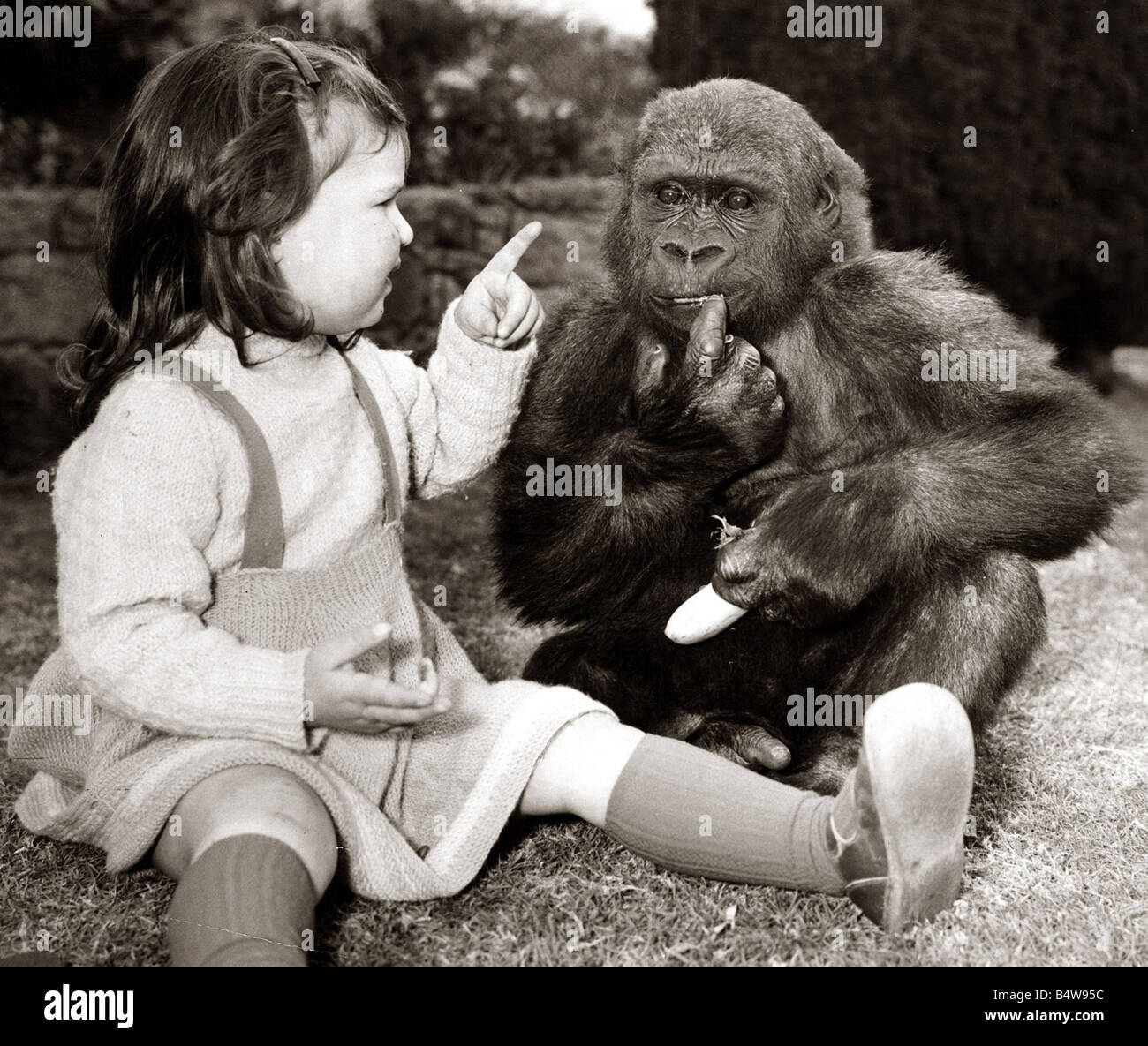 Caroline Smith befriends a three year old gorilla N Pongo at Jersey Zoo ...