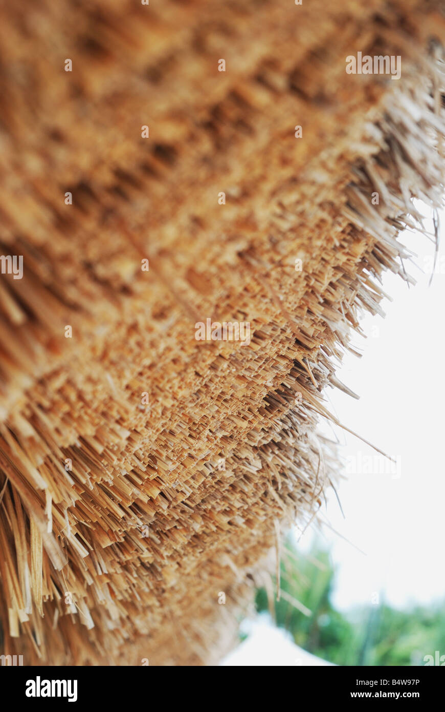 wide-open close up of thatch - nice to be used as side/background Stock ...