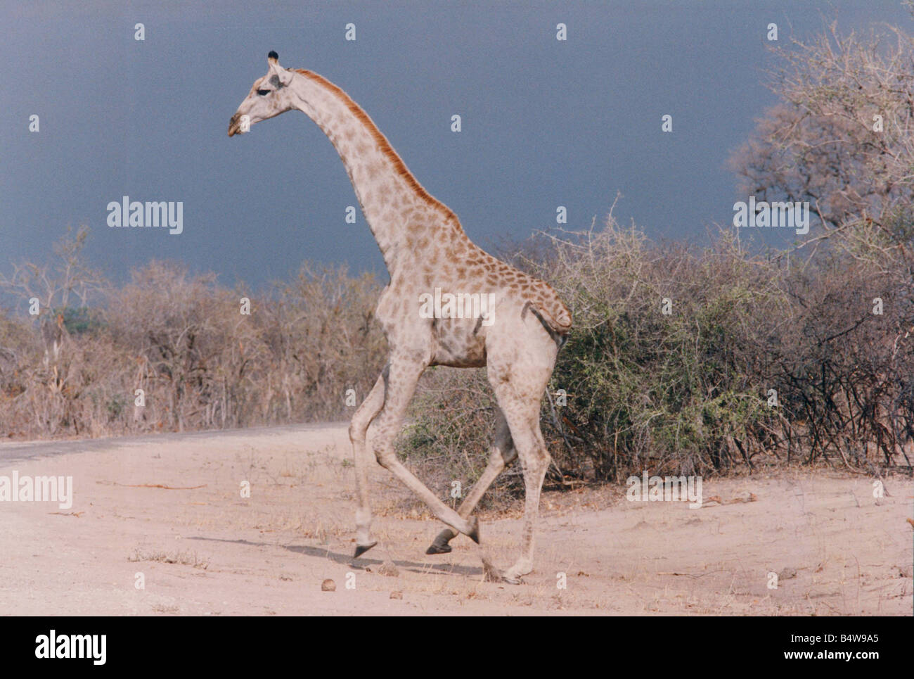 A giraffe gracefully makes a dash for cover in Hwange National Park ...
