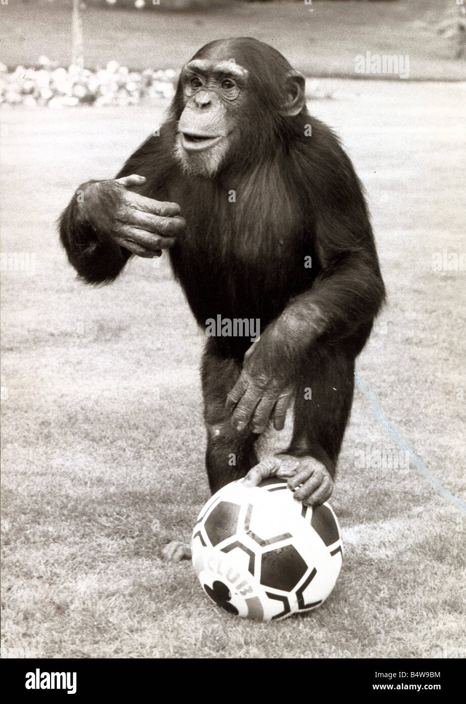 William the chimp with his football at Twycross Zoo in Leiciestershire ...