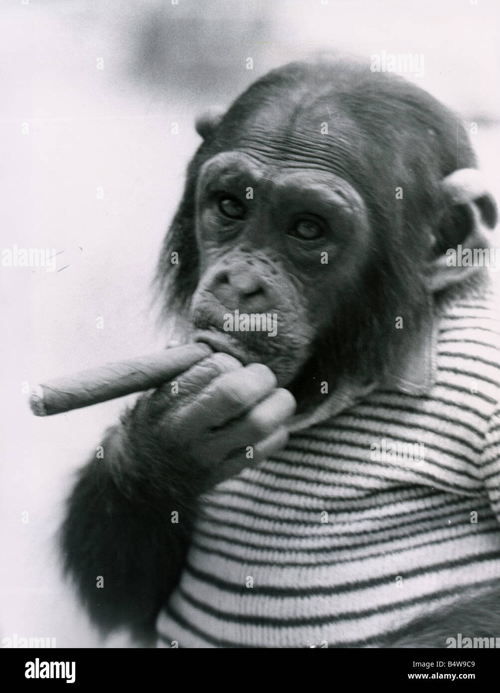 Funny Monkeys Smoking Weed